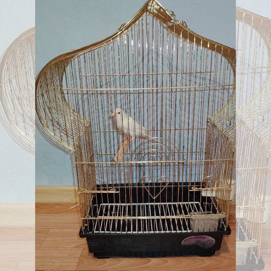 Канарейка кенарь