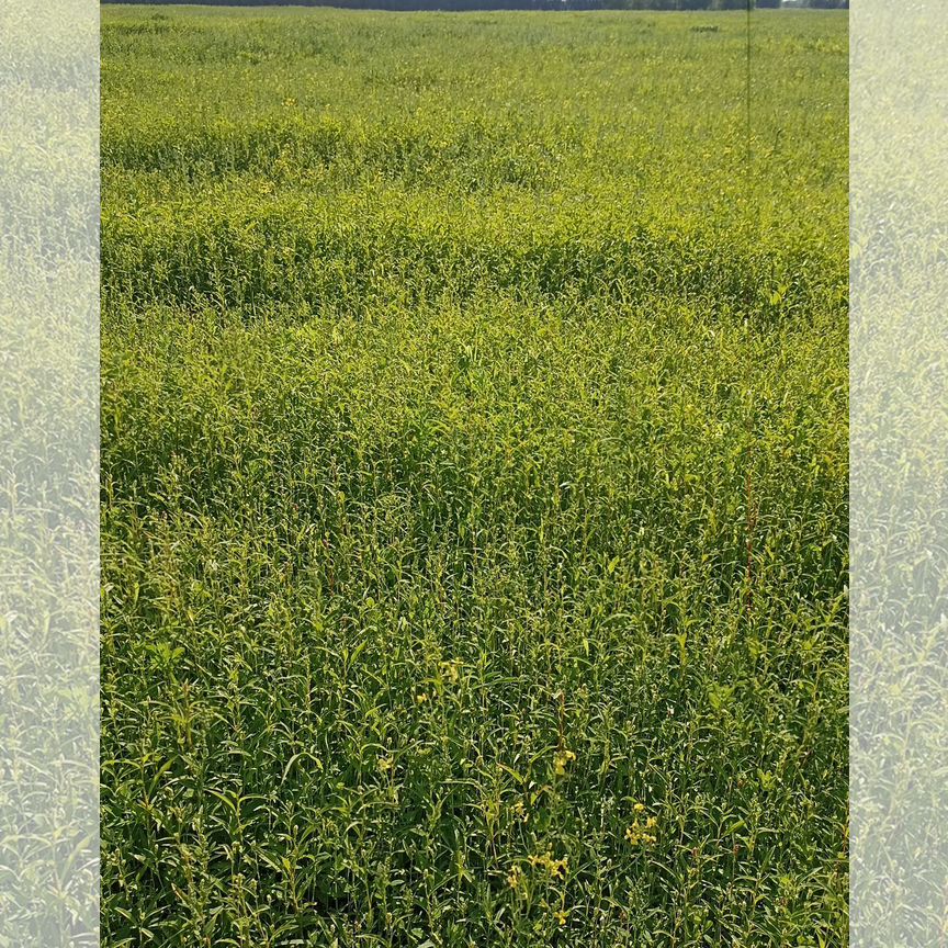 Сено урожая 2026 года