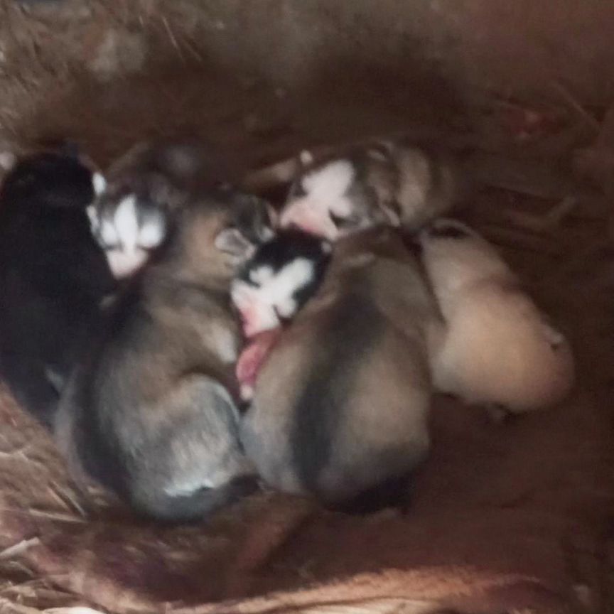 Щенки хаски