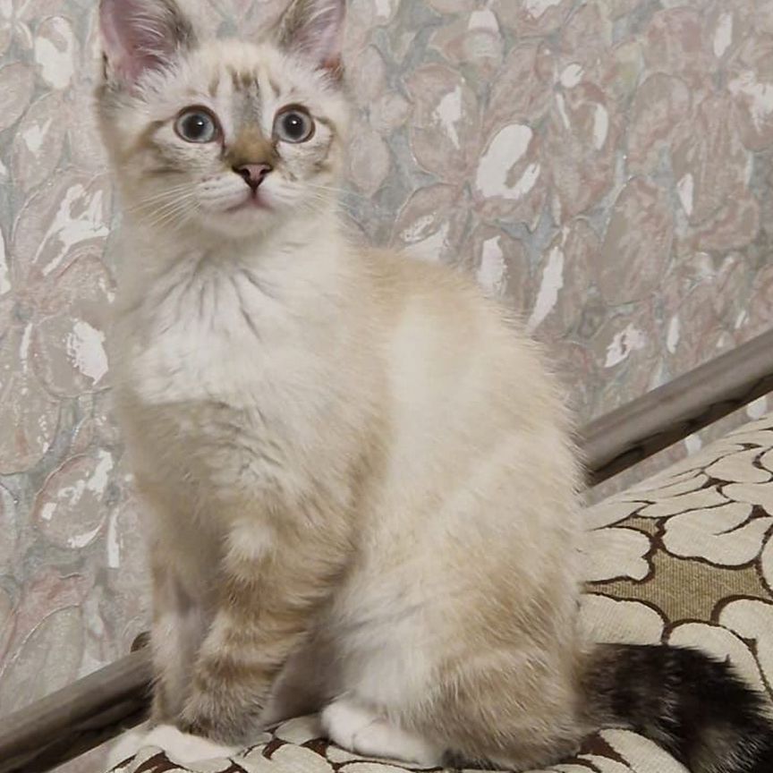 Кошка по имени Мышка