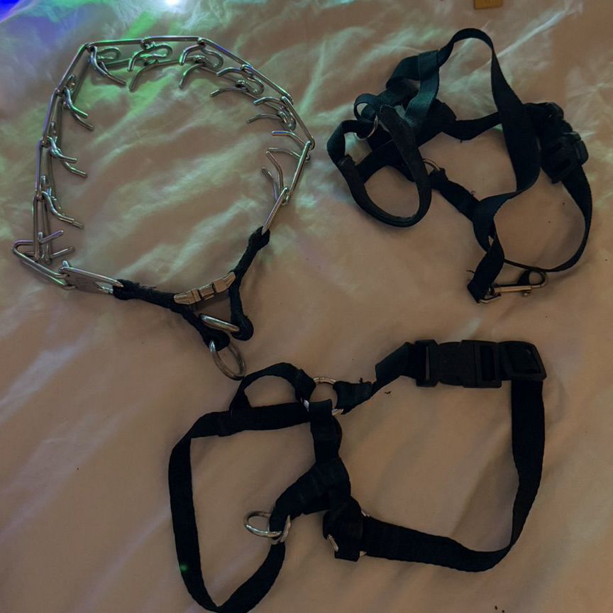 Строгач и недоуздок 2 шт для собак