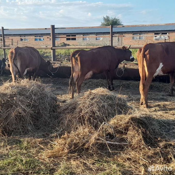 Домашние животные коровы