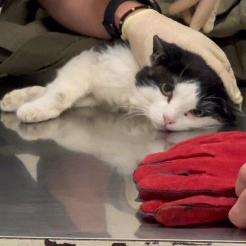 Два дня на чудо