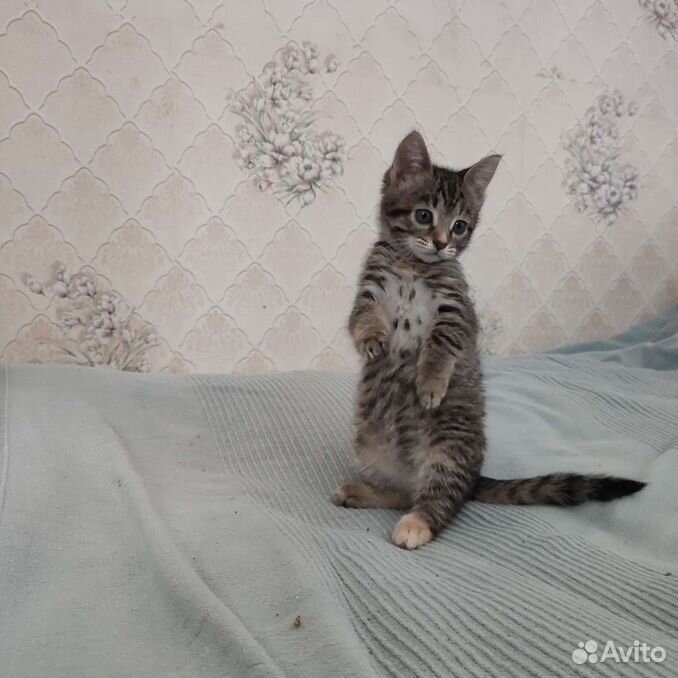 Котенок девочка 2,5 мес