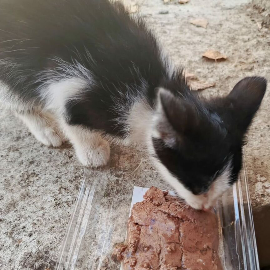Котёнка подбросили в подъезд