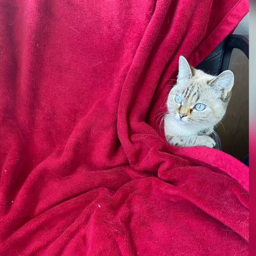 Кошечка боня ждет принца)