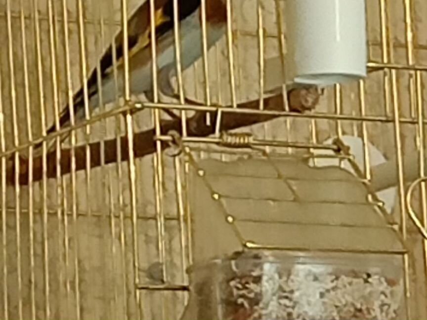 Птица шеголь