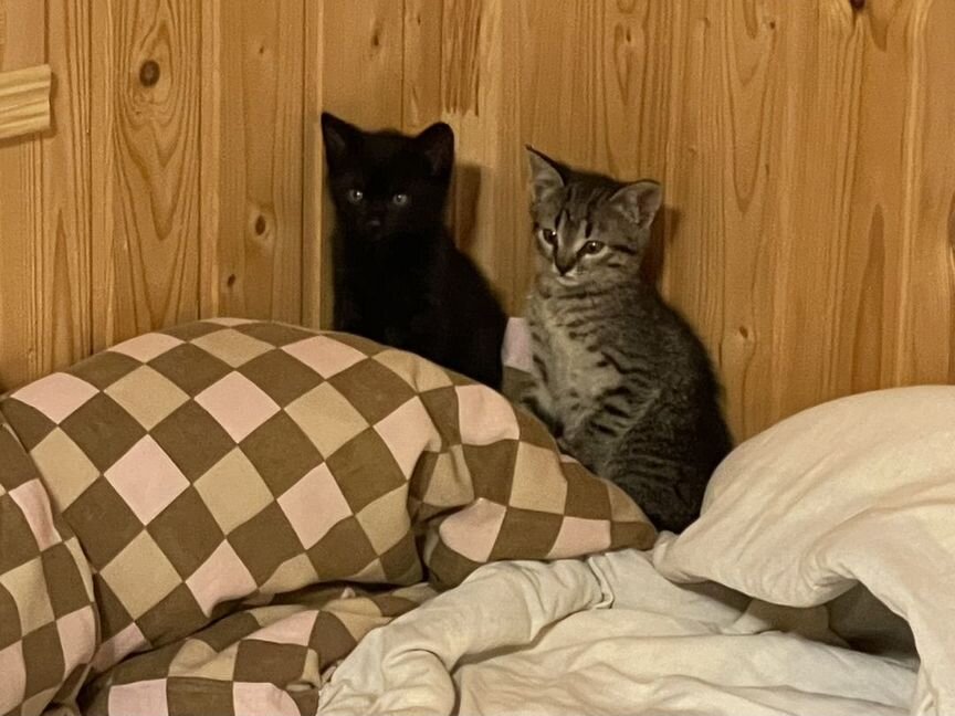 Кошки в добрые руки бесплатно