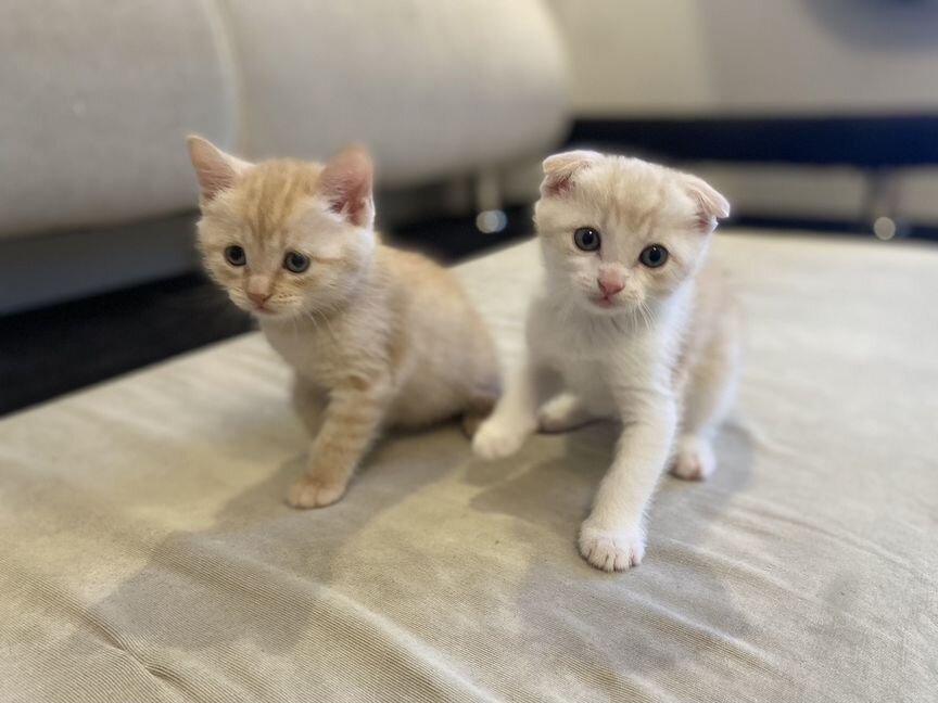 Котята