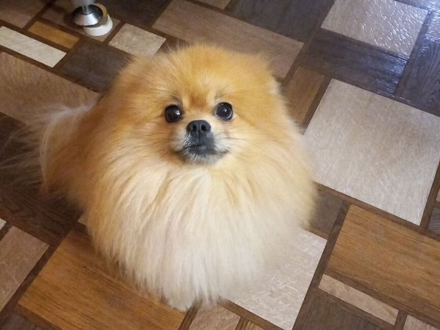 Померанский шпиц медвежьего типа