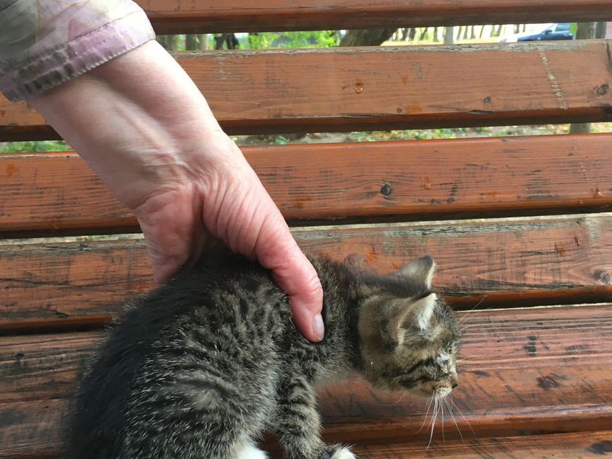 Котенок-найденыш в добрые руки