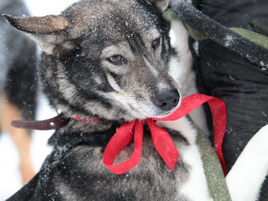 Габби - собачка из приюта ищет дом
