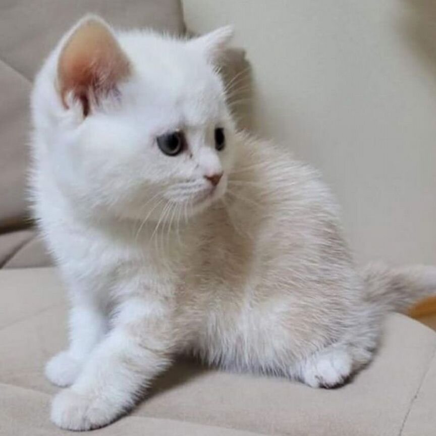 Шотландские прямоухие котята