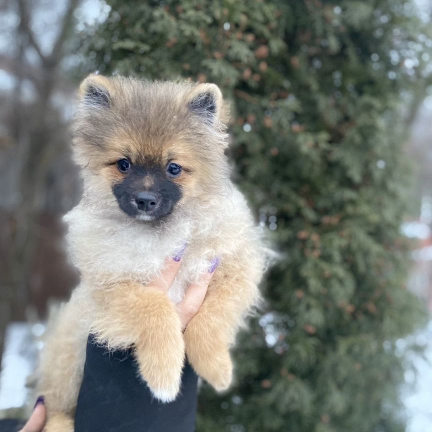 Померанский шпиц