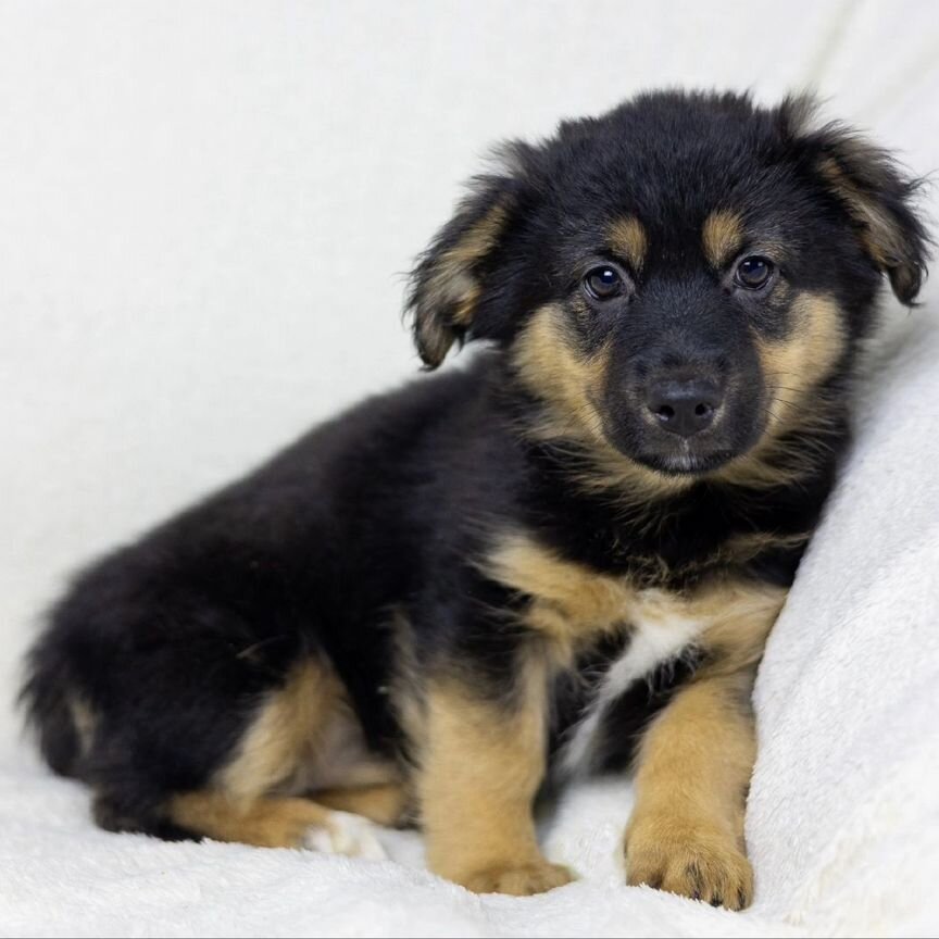 Очаровательная небольшая собака