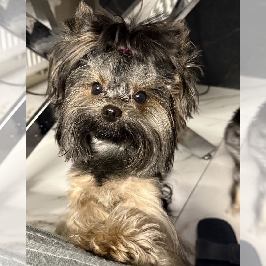 Йоркширский терьер, щенок