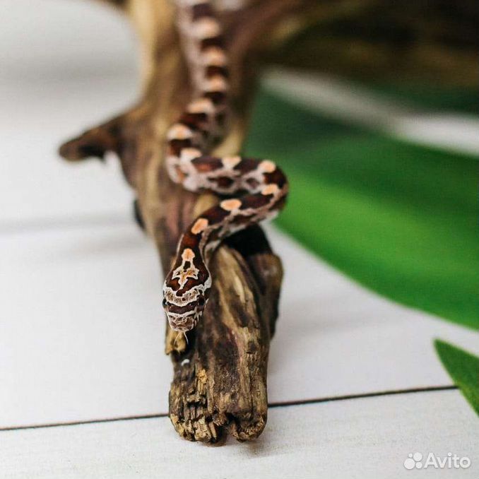 Змея маисовый полоз