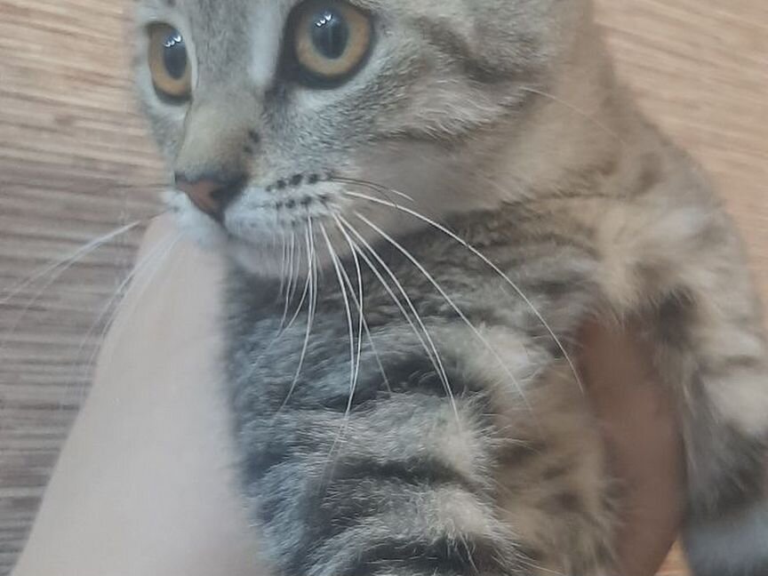 Шотландская кошка