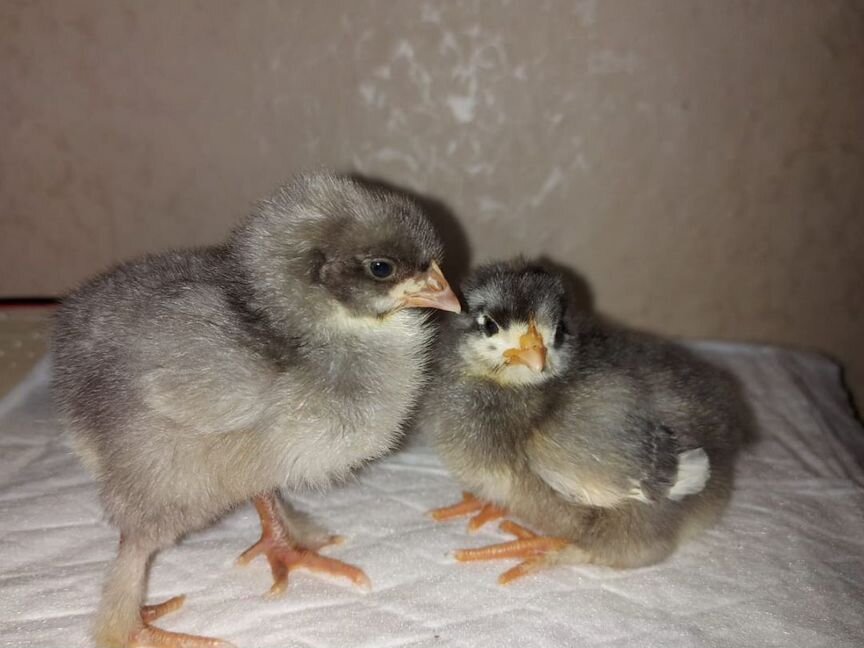 Цыплята смешанных пород от 16.03