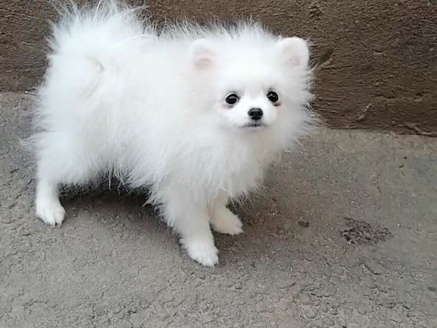 Мальчик Померанчик