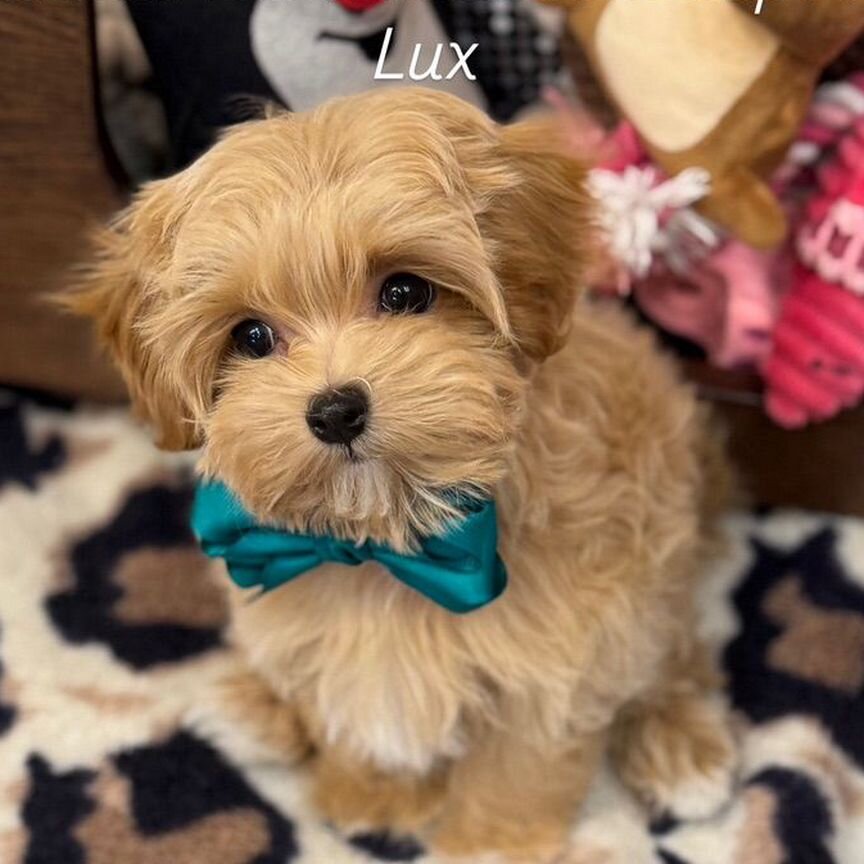 Мальтипу, щенок