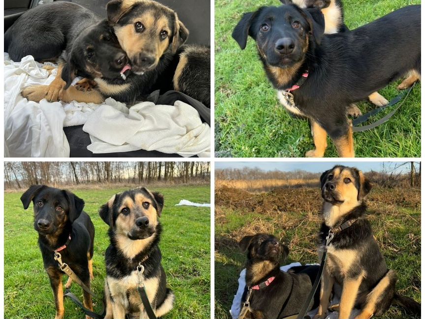 Собаки сестры в добрые руки