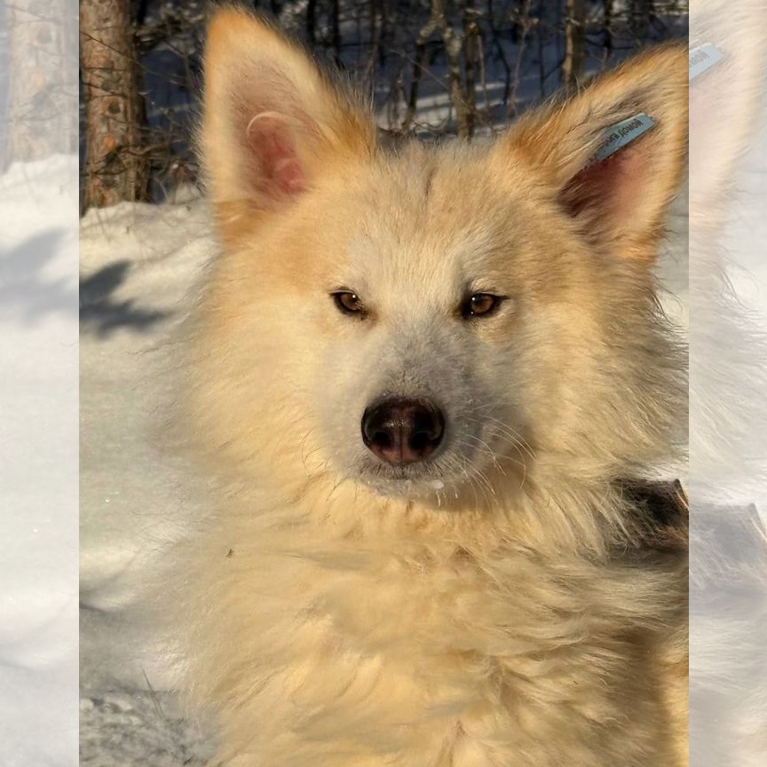 Лайка, щенок