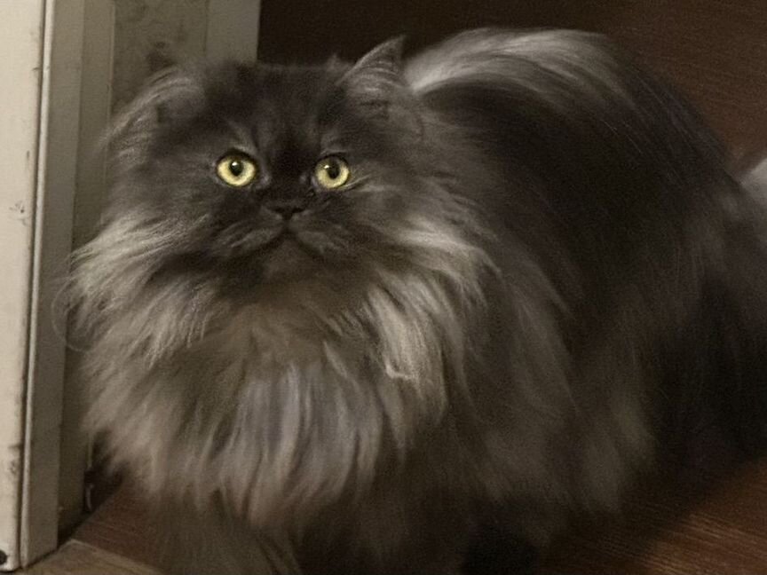 Персидская