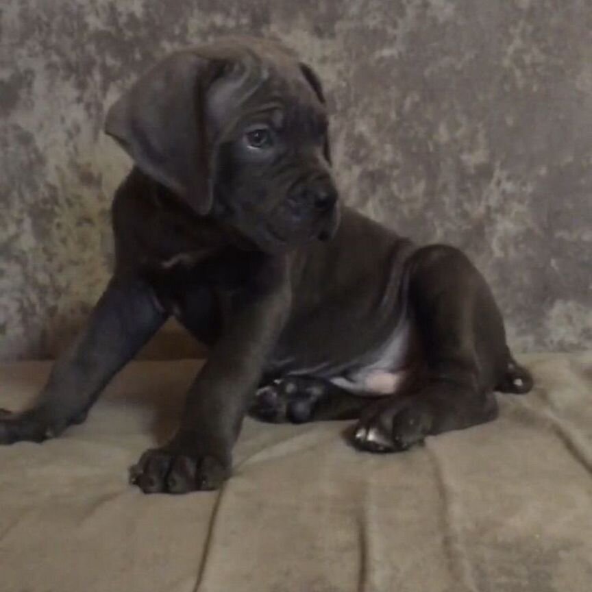 Кане корсо Серьезный пацан