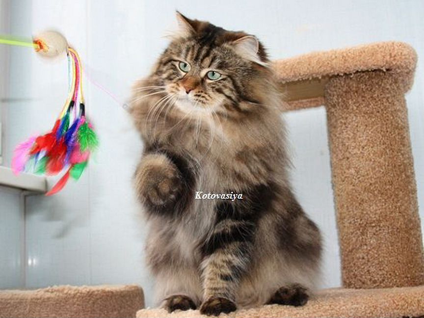 Сибирский кот