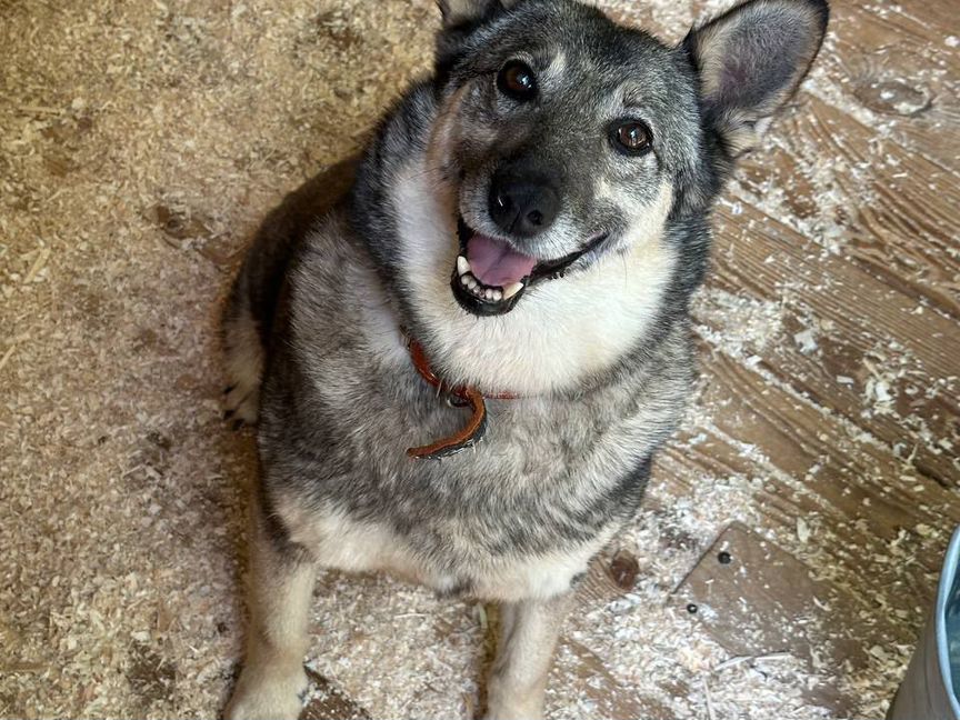 Обаятельный пёс Тимка ждёт в приюте