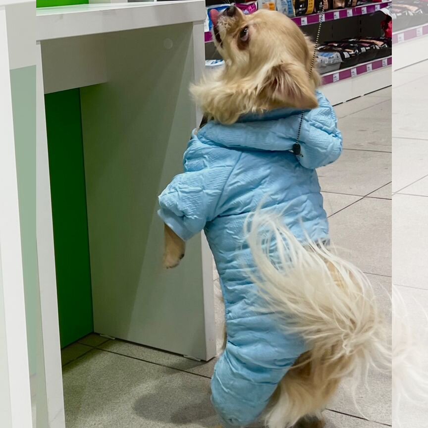 Корма для животных