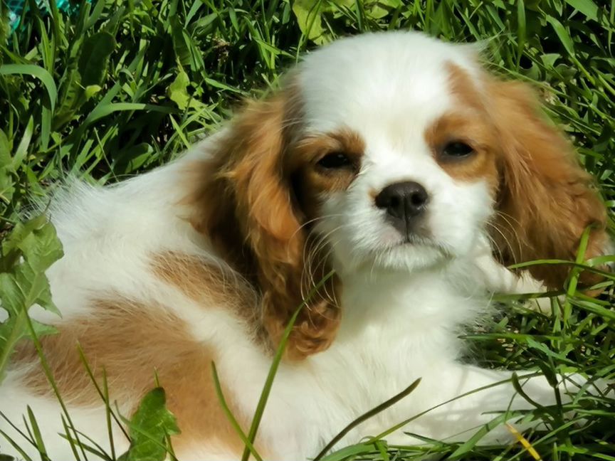 Кавалер кинг чарльз спаниель. Девочка