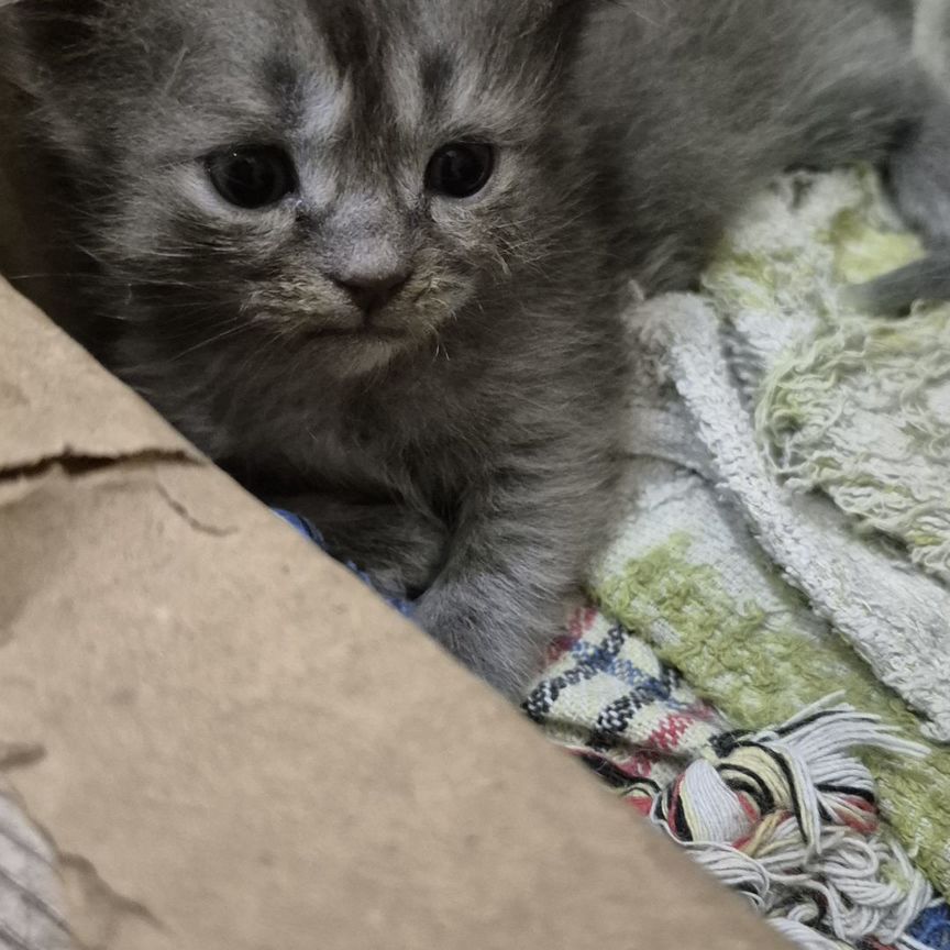 Шотландская вислоухая