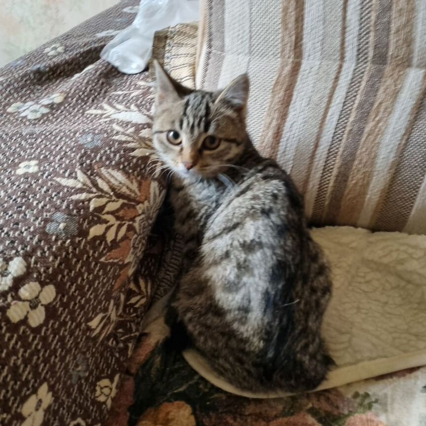 Котёнок в добрые руки