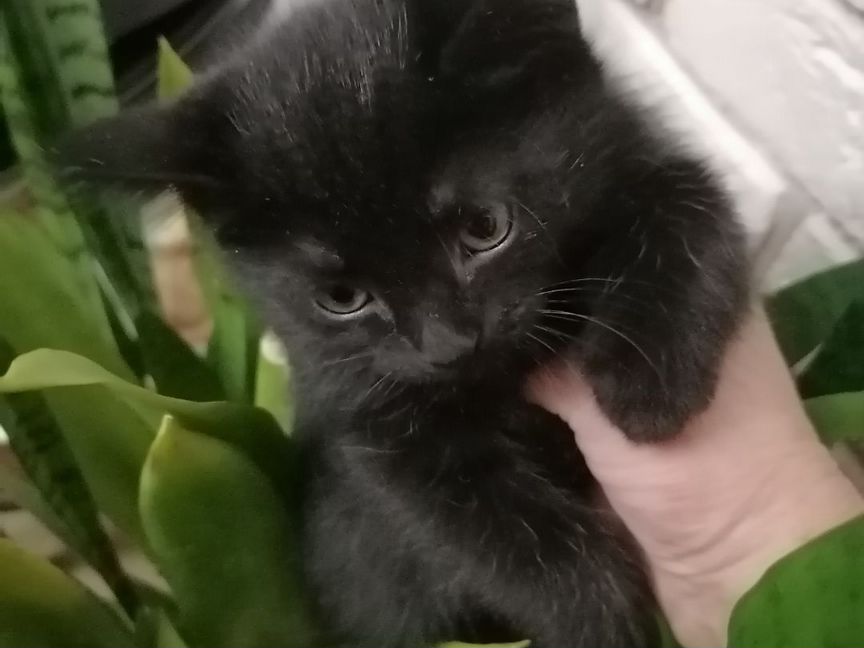 Котик шотландской вислоухой