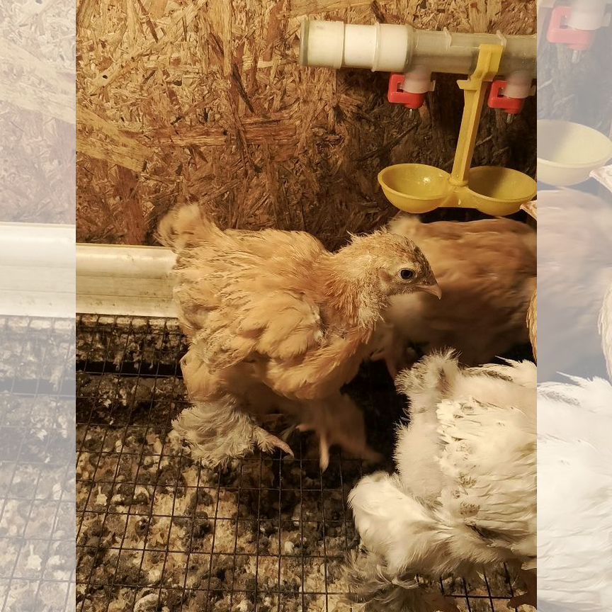 Цыплята кохинхины