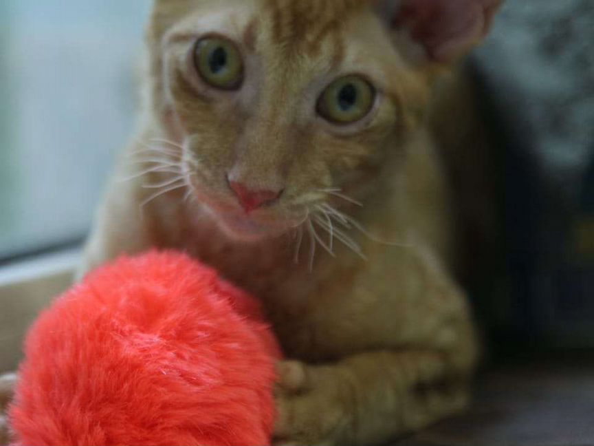 Корниш-рекс котёнок с документами