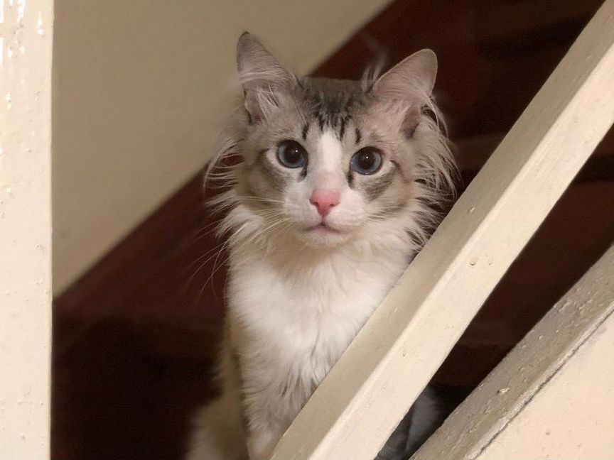 Кот спасён от жестоких хозяев, ищет спокойный дом