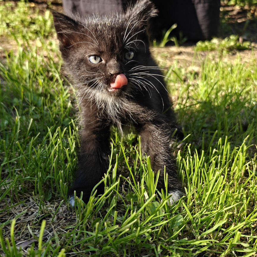 Котёнок в добрые руки