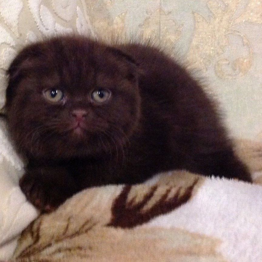Шотландские шоколадные котята