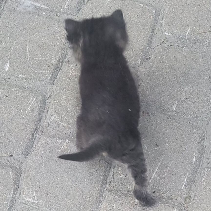 Котёнок