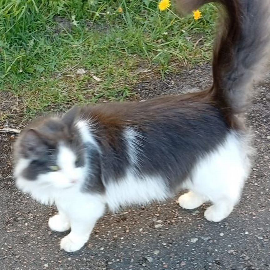 Взрослая кошка в добрые руки