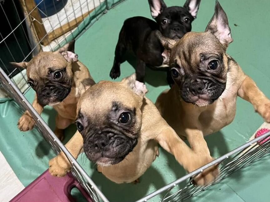 Щенки французского бульдога