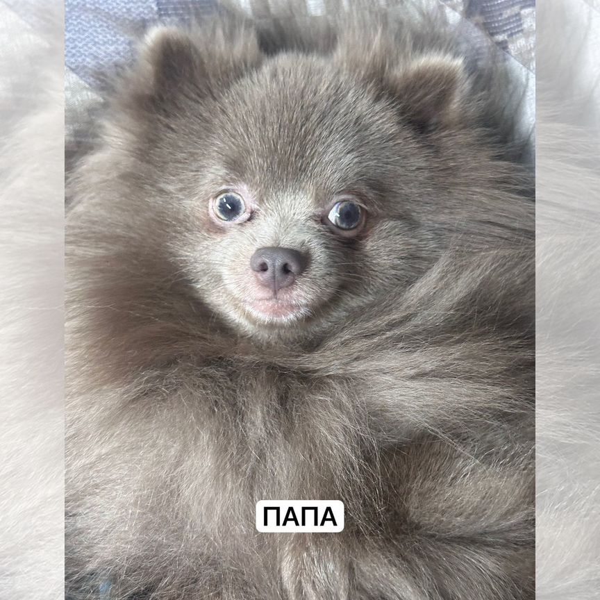 Померанский шпиц, щенок