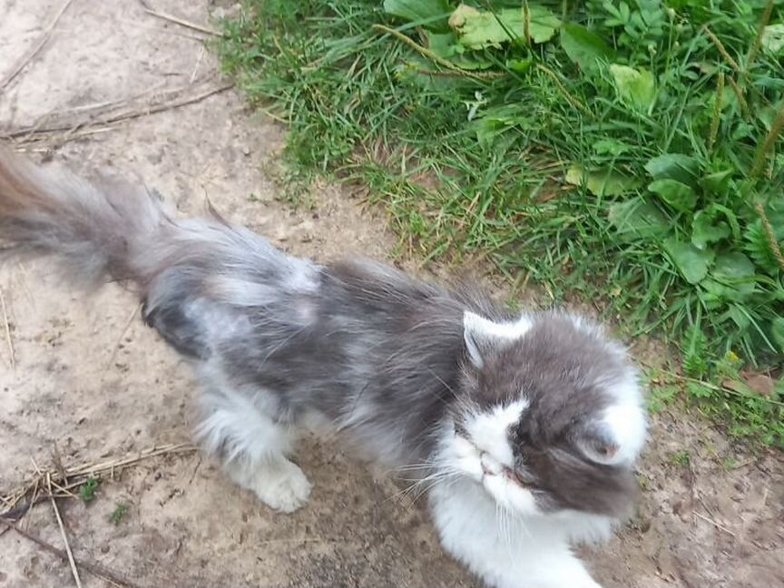 Кошка Муся