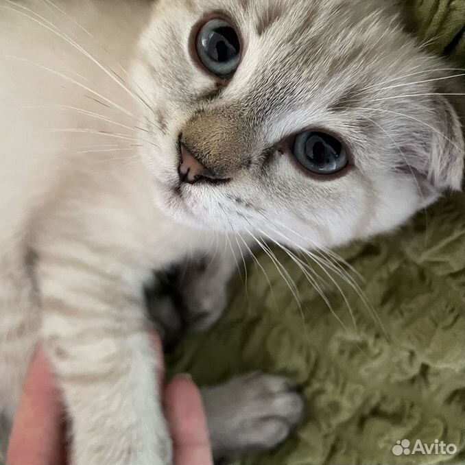 Кошка тайская смесь с британской