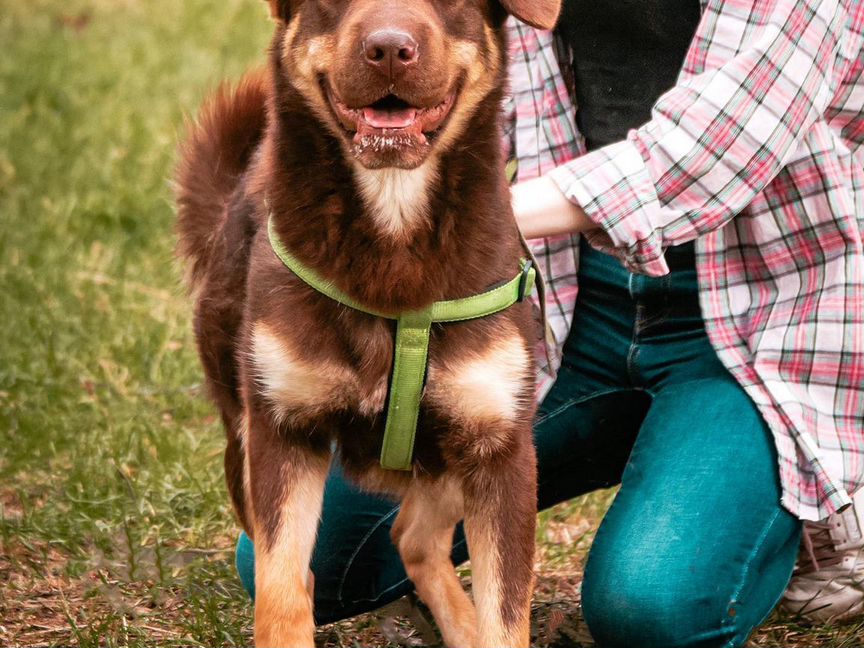 Шарпей Миндаль из приюта ищет дом