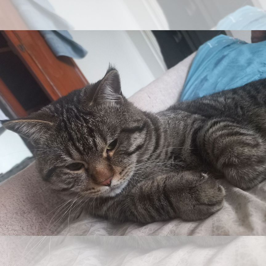 Кот Фунтик