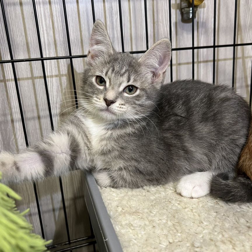 Котёнок в добрые руки